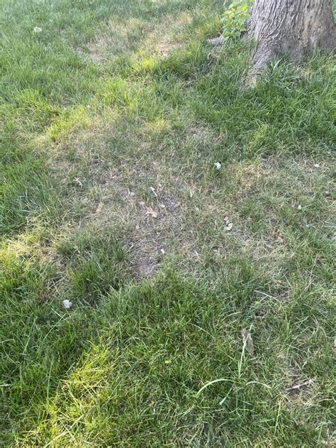 Grass Dying Please Help Rgrass
