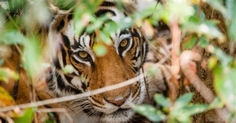 Cisco On Linkedin Tech And The Environment The Network