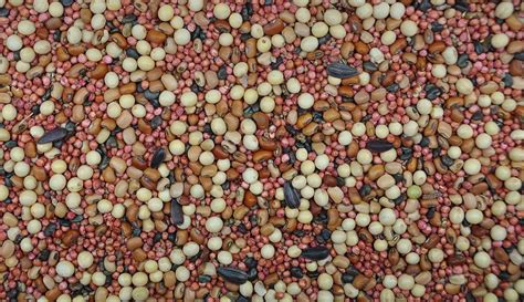 Diverse Mix Cover Crop Seeds Free Photo Rawpixel