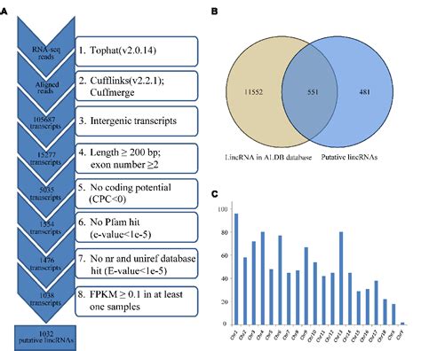Figure 1 From Identification And Functional Analysis Of Long Intergenic