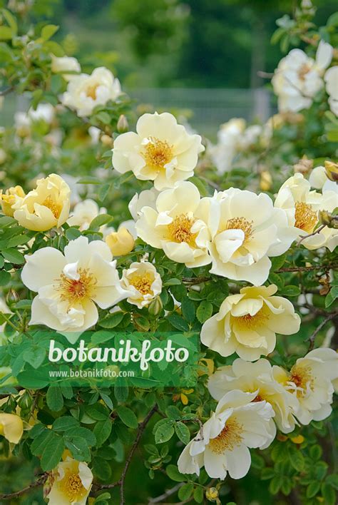 Pimpinellifolia Rose Rosa Aicha Bildarchiv Botanikfoto Pflanzen