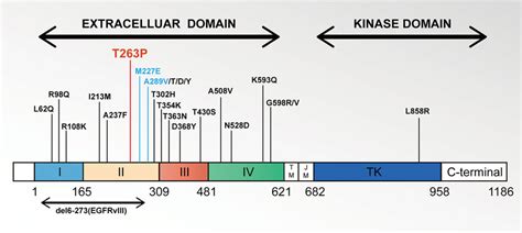 Schematic Representations Of Egfr Gene Extracellular Domain Mutations