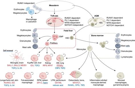 Physiology And Diseases Of Tissue Resident Macrophages Pmc