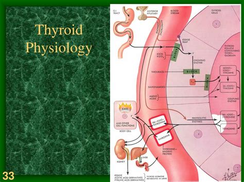 Ppt Evaluation Of A Thyroid Nodule Powerpoint Presentation Free Download Id 639382