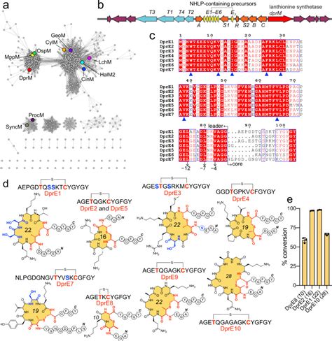 Large Protein Like Leader Peptides Engage Differently With Ripp
