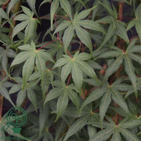 Acer Palmatum ‘cascade Ruby Find Haveplanter