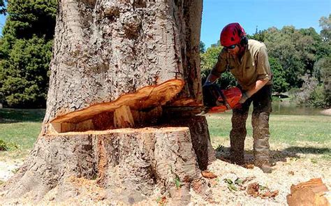 Penalty For Cutting Tree Without Permit Max Fines By State
