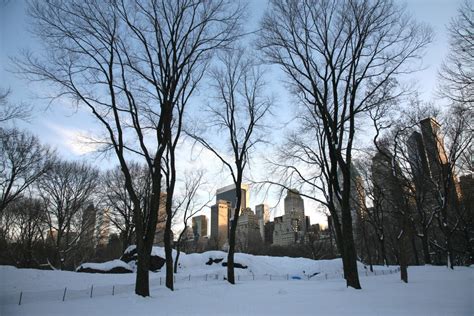 무료 이미지 나무 눈 겨울 햇빛 서리 맨해튼 얼음 날씨 시즌 니게 뉴욕시 중앙 공원 동결 우디 식물 4368x2912 423211 무료