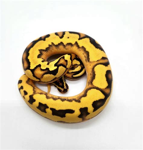 Cb Wow Cant Believe How Bright She Is Ballpythonphilippines Reptilephilippines Reptile