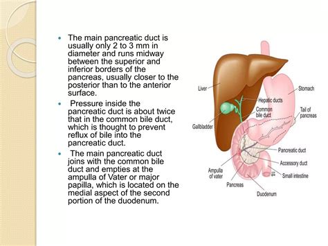 Anatomy And Physiology Of Pancreas Pptx