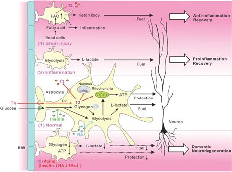 Metabolic Plasticity Of Astrocytes And Aging Of The Brain Pmc