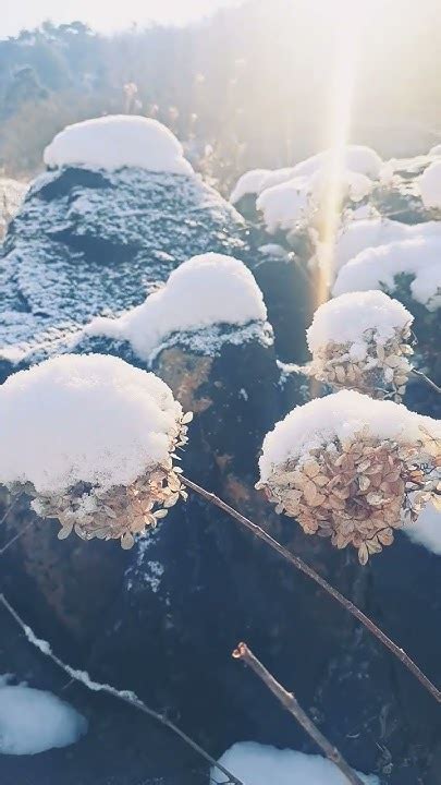 자연은 아름답다 자연 아름다운풍경 눈꽃 풍경 나무 Youtube