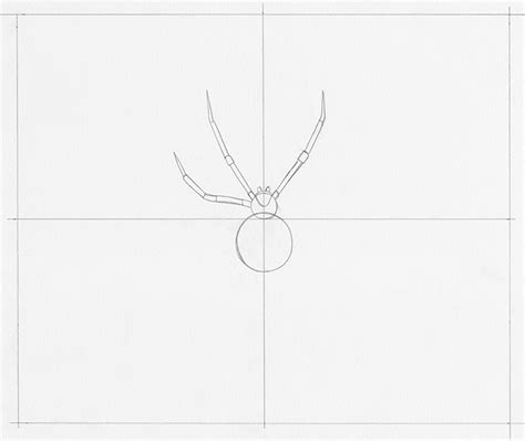 How To Draw A Spider On A Spiderweb In Steps My Modern Met