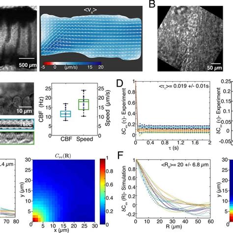 Quantification Of Spatial Patterning In Airway Ciliary Arrays A Download Scientific Diagram