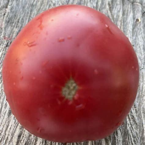 Big Dipper Early Pink Beefsteak Tomato