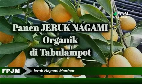 Intip 6 Manfaat Jeruk Nagami Yang Jarang Diketahui Discover News