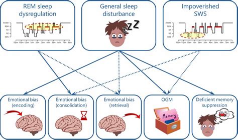 An Overview Of Possible Links Between The Sleep And Memory Features