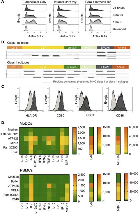 JCI Insight Targeting Self And Neoepitopes With A Modular Self Adjuvanting Cancer Vaccine
