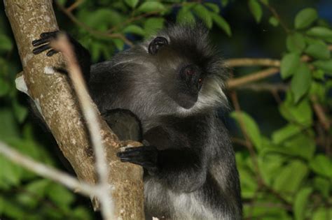 Indochinese Lutung Trachypithecus Germaini · Inaturalist United Kingdom