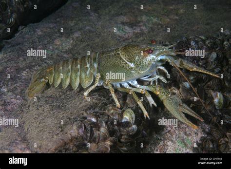 Galizischer Sumpf Krebs Fotos Und Bildmaterial In Hoher Auflösung Alamy