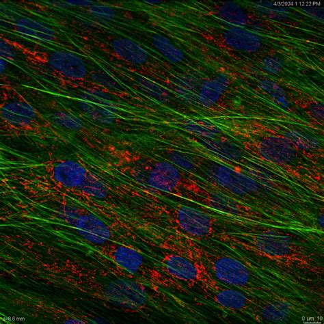 GPFat Lab Laboratory Of Adipose Tissue Engineering And Physiology