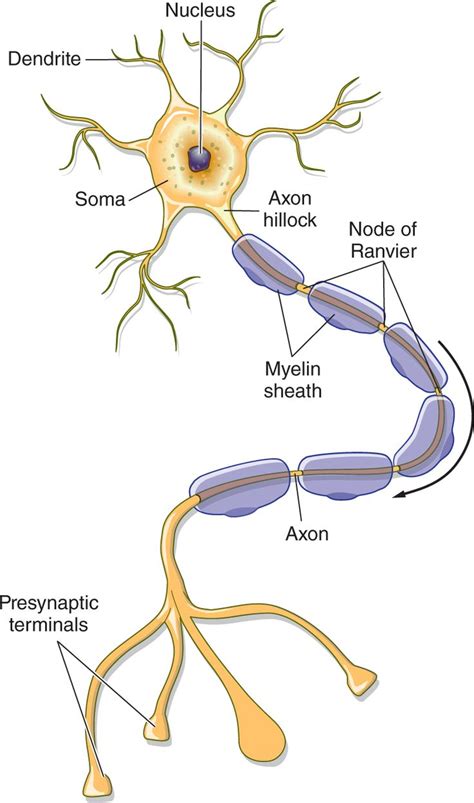 Figure Of A Myelinated Axon Labeling The Dendrites Nucleus Soma Axon Hillock Myelin Sheaths