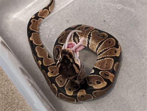 Guide To Ball Python Food What They Eat And Diet Requirements