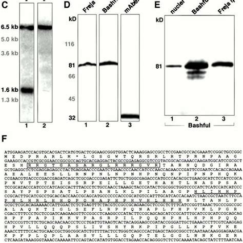 The Organization And Protein Coding Potential Of The Skeletor Locus Download Scientific
