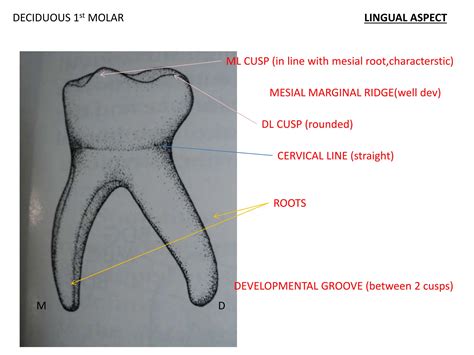Chronology And Morphology Of Deciduous Mandibular Posteriorspptx