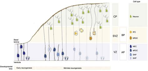 Cellular Organization And Differentiation In The Developing Neocortex Download Scientific