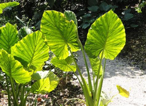 Cuidados De La Oreja De Elefante Guía Completa Planta Alocasia