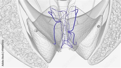 Vidéo Stock The Rectal Venous Plexus Or Hemorrhoidal Plexus Surrounds
