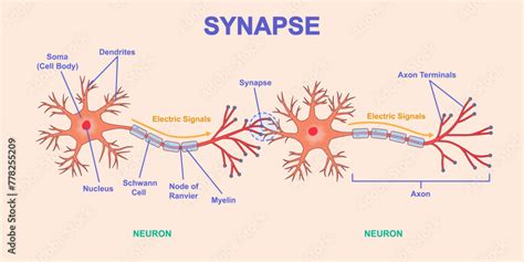 Neural Connection Diagram Structure Of Neuron With Axon Dendrites And