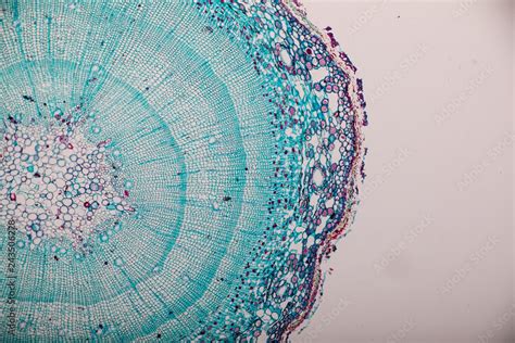 Cross Section Dicot Monocot And Root Of Plant Stem Under The