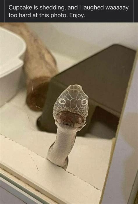 Shedding