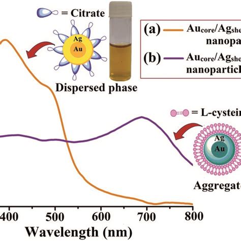 Steps Involved For The Preparation Of The Au Ag Core Shell Composite Download Scientific