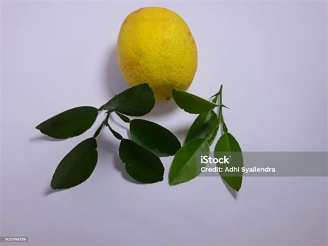 흰색 석회 감귤류 오란티폴리아 열매와 잎에 고립되어 닫힙니다 우주 허브 향신료 및 재료를 잘라냅니다 0명에 대한 스톡 사진 및 기타 이미지 Istock