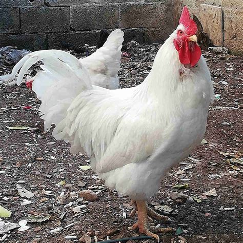 Top 10 White Chicken Breeds With Pictures