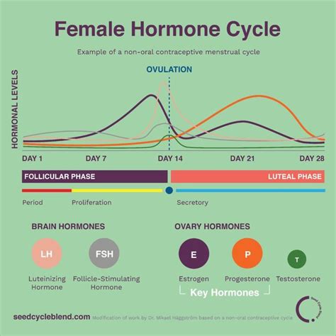 Female Hormone Cycle Chart