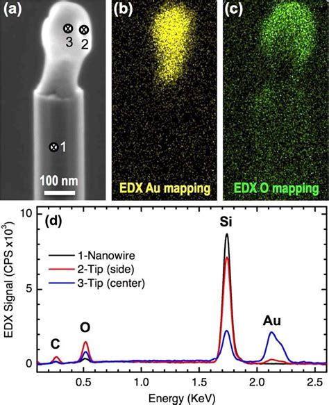 Edx Element Maps Of A Si Nw Tip And Spectra At Different Points Of The Download Scientific