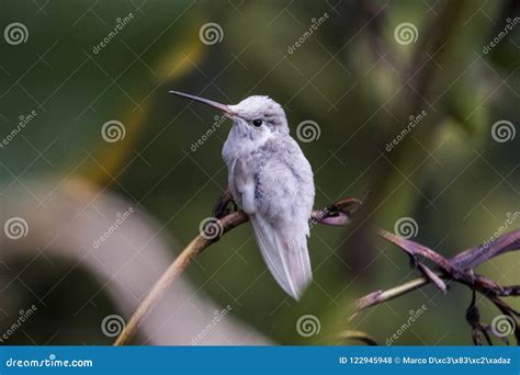 Rare White Leucistic Magnificent Hummingbird Eugenes Spectabilis In