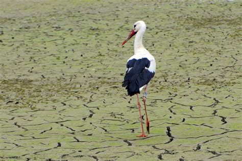 Bird Populations Decline In 2025 State Of The Worlds Birds Report A