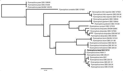 The Phylogeny Was Constructed By Bayesian Inference Using Mrbayes
