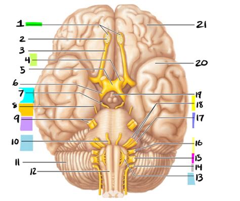 Brain V Flashcards Quizlet