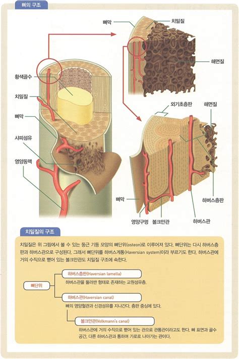 기능해부학 골격계 뼈대계 정리 뼈의 기능 구조 분류 발생과 성장 발달 특성 성질 골화과정 총뼈개수 손뼈 발뼈 개수 소마그라운드 박용수