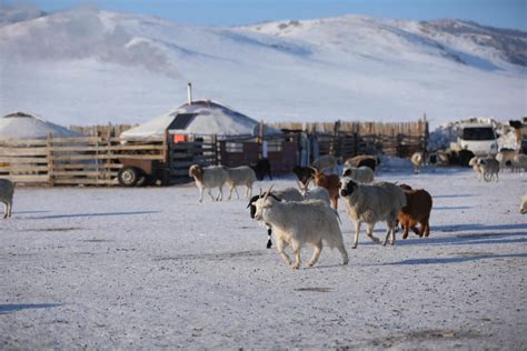 ФОТО ХБНГУ ын Ерөнхийлөгч Ф В Штайнмайэр гэргийн хамт монгол айлд зочлов