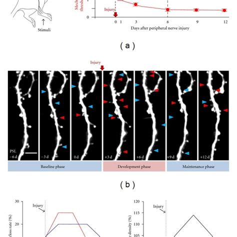 Rapid And Phase Specific Structural Plasticity Of Dendritic Spines In