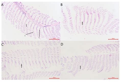 The Effect Of Vc On The Tissue Structure Of Penaeus Monodon During Download Scientific Diagram