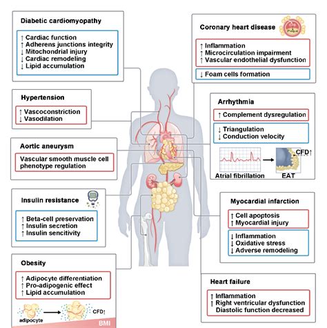 Figure 4 From Role Of Complement Factor D In Cardiovascular And Metabolic Diseases Semantic