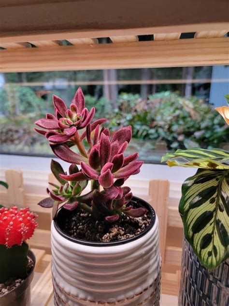 Does This Succulent Need Pruning Rsucculents